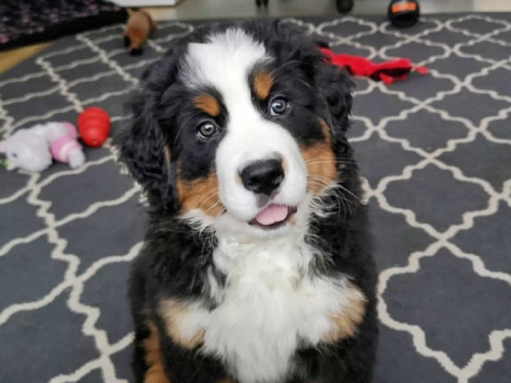 Cachorros Bernes de la montaña Medellin – Cachorros Bernes de la ...