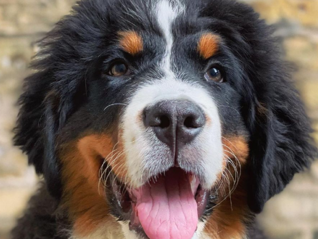 Cachorros Bernes de la montaña Medellin – Cachorros Bernes de la ...